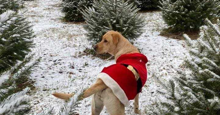 Christmas Tree Farms in Lehigh Valley, PA | Cut a Fresh Tree | Discover ...
