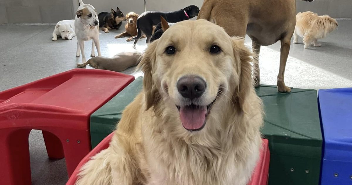 10% Off Stay & Free Spa Bath for Dogs for Lehigh Valley Insiders ...